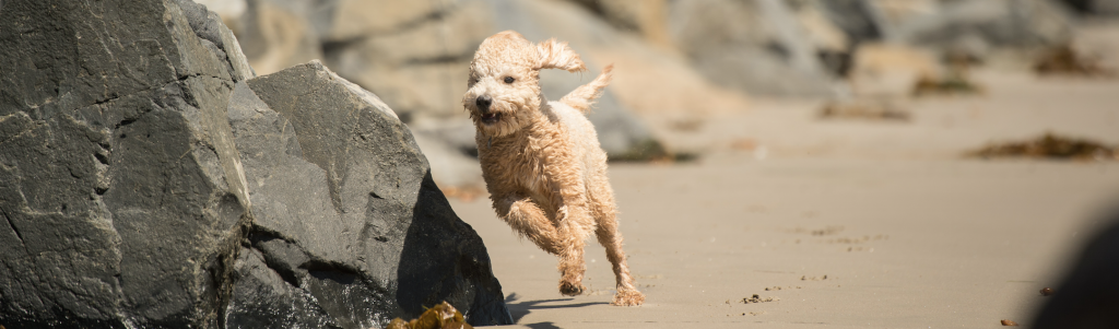 Activities for hyperactive dogs to make them happy and tired | Fitdo