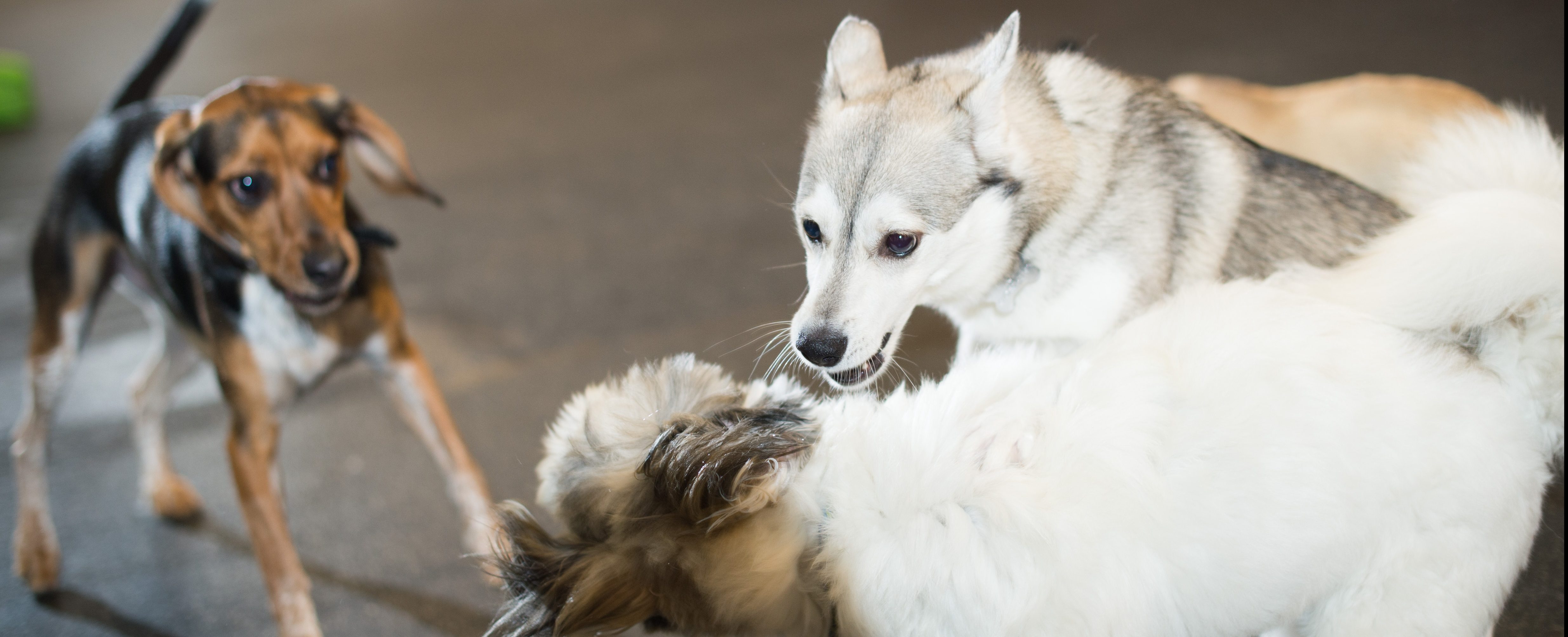Dog Play Styles - The Good, the Bad and the Dangerous | Fitdog Blog