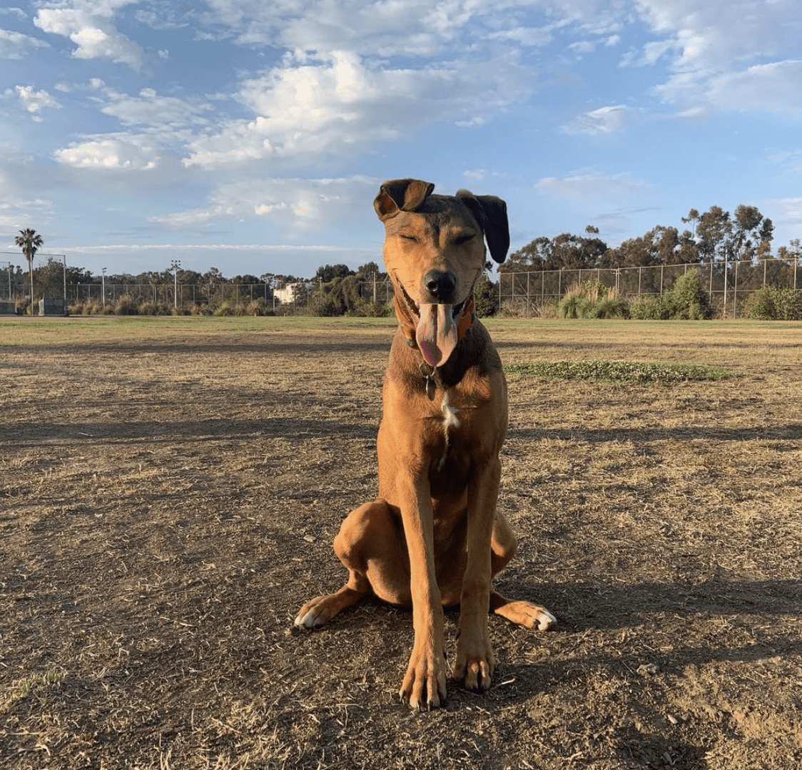 Best Dog Parks in West Los Angeles | Fitdog: Off the Leash