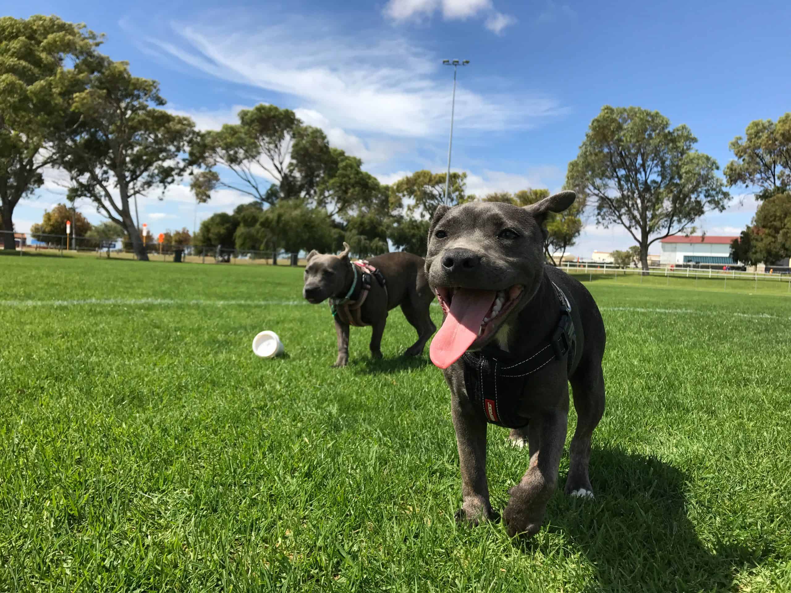 Dog Park Safety: 7 Tips for the Dog Park | Fitdog Blog: Off the Leash
