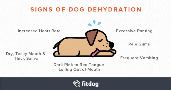 Signs of dogs overheating & how to treat heat exhaustion