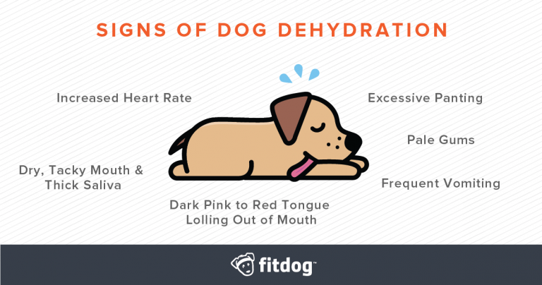 Signs of dogs overheating & how to treat heat exhaustion