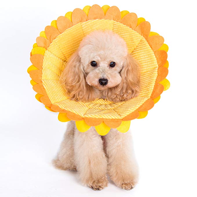 Benefits of a dog cone | Fitdog Blog: Off the Leash