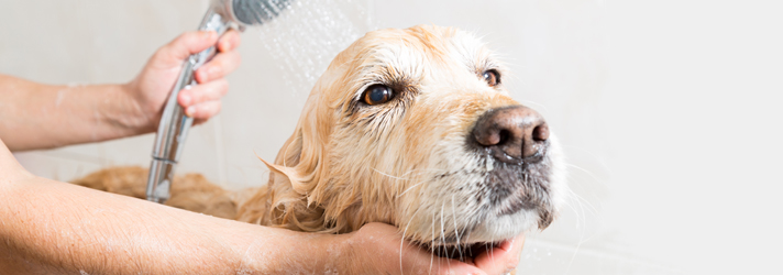 Tips for your next grooming appointment
