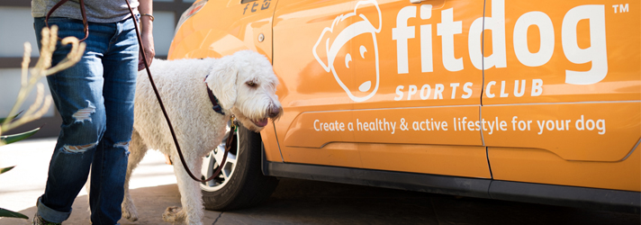 Is Board & Train right for your dog?