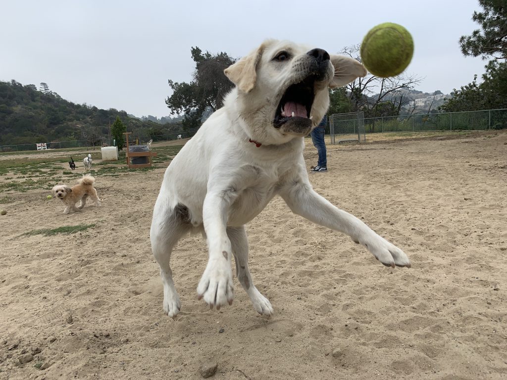 Complete Guide to Fitdog Sports Classes | Fitdog | Agility