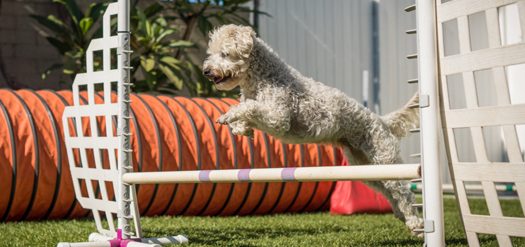 Working parents guide to Fitdog Sports classes