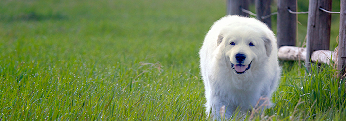 Big dogs – a growing trend