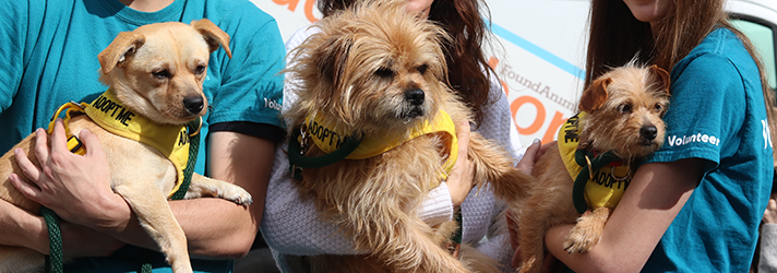 5 LA animal nonprofits that are making a difference %%page%% %%sep ...