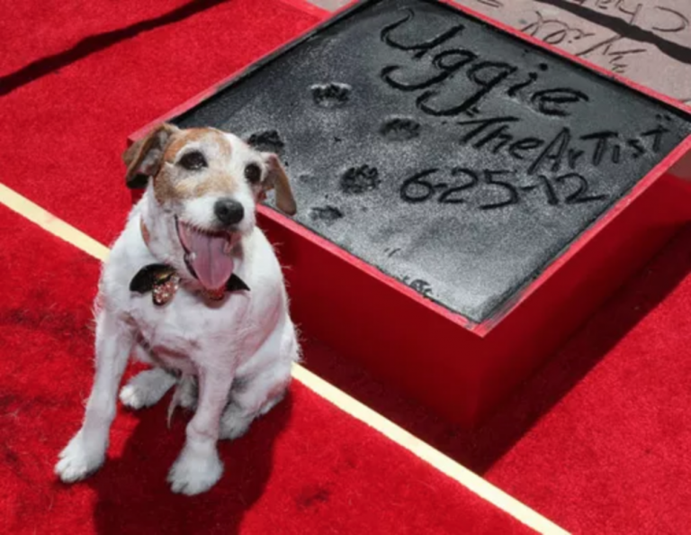What does it mean to have a famous dog? | Fitdog