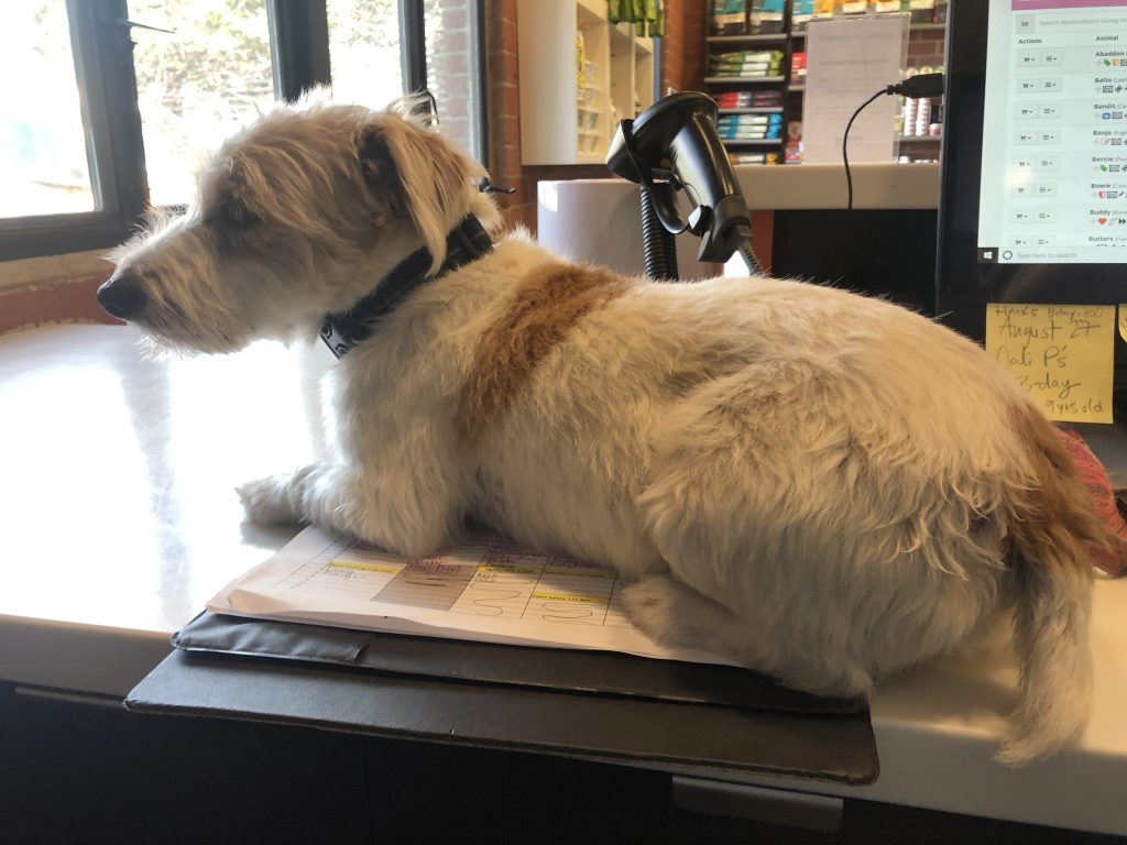 How to know if dog-friendly offices are right for you | Fitdog