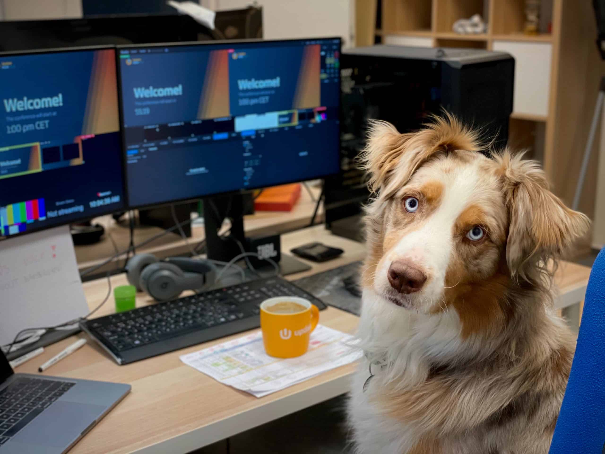 How to know if dog-friendly offices are right for you | Fitdog