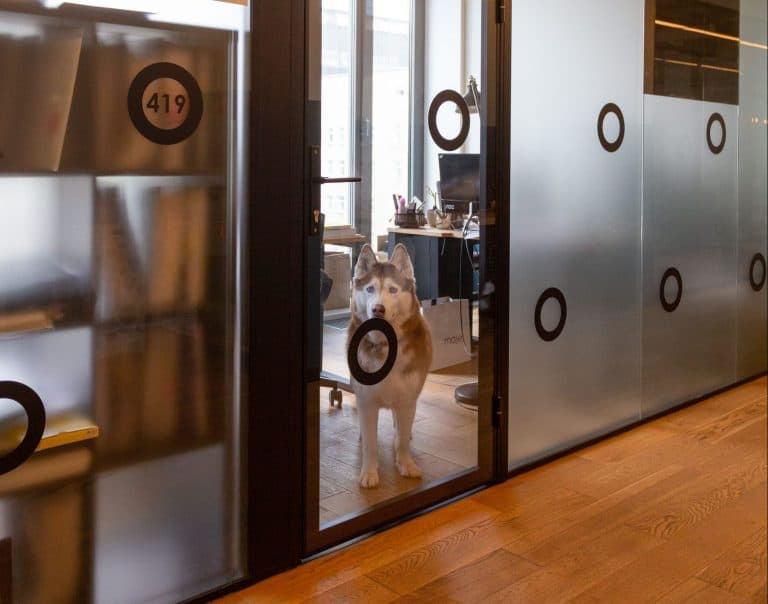 How to know if dog-friendly offices are right for you | Fitdog