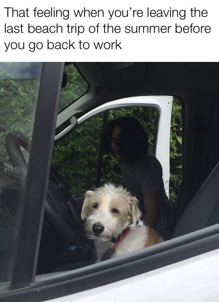 Your summer in doggy memes | Fitdog Blog: Off the Leash