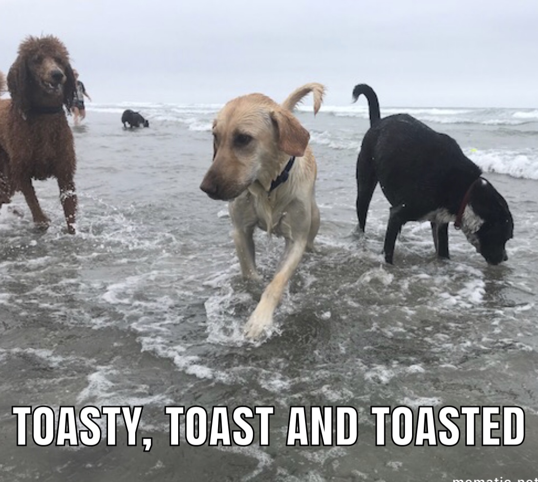 Your summer in doggy memes | Fitdog Blog: Off the Leash