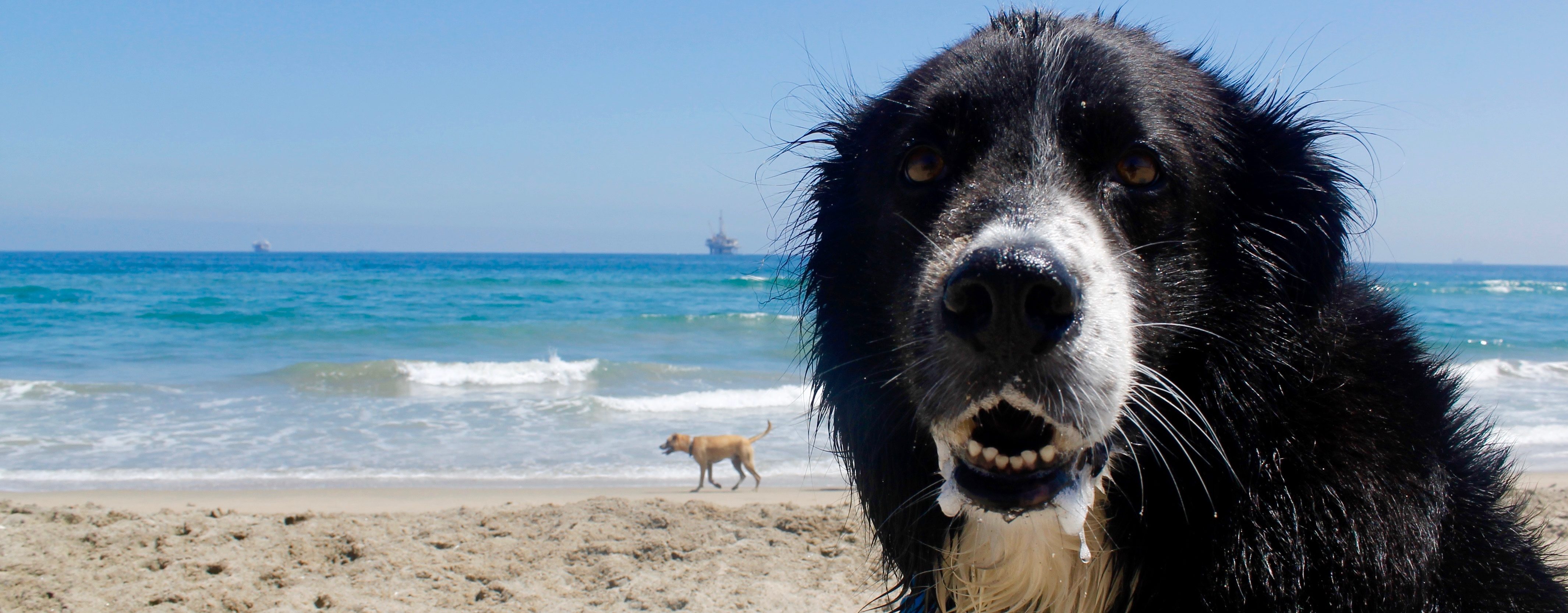 Bringing your dog on vacation checklist | Fitdog Blog
