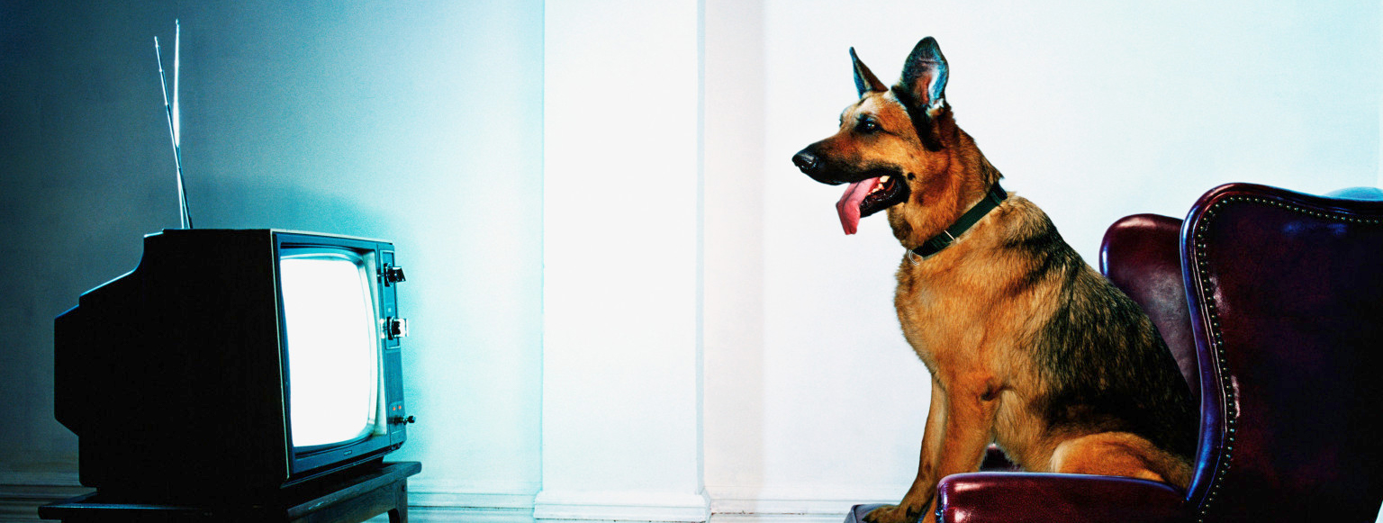 Is television good for dogs? You may be surprised | Fitdog Blog
