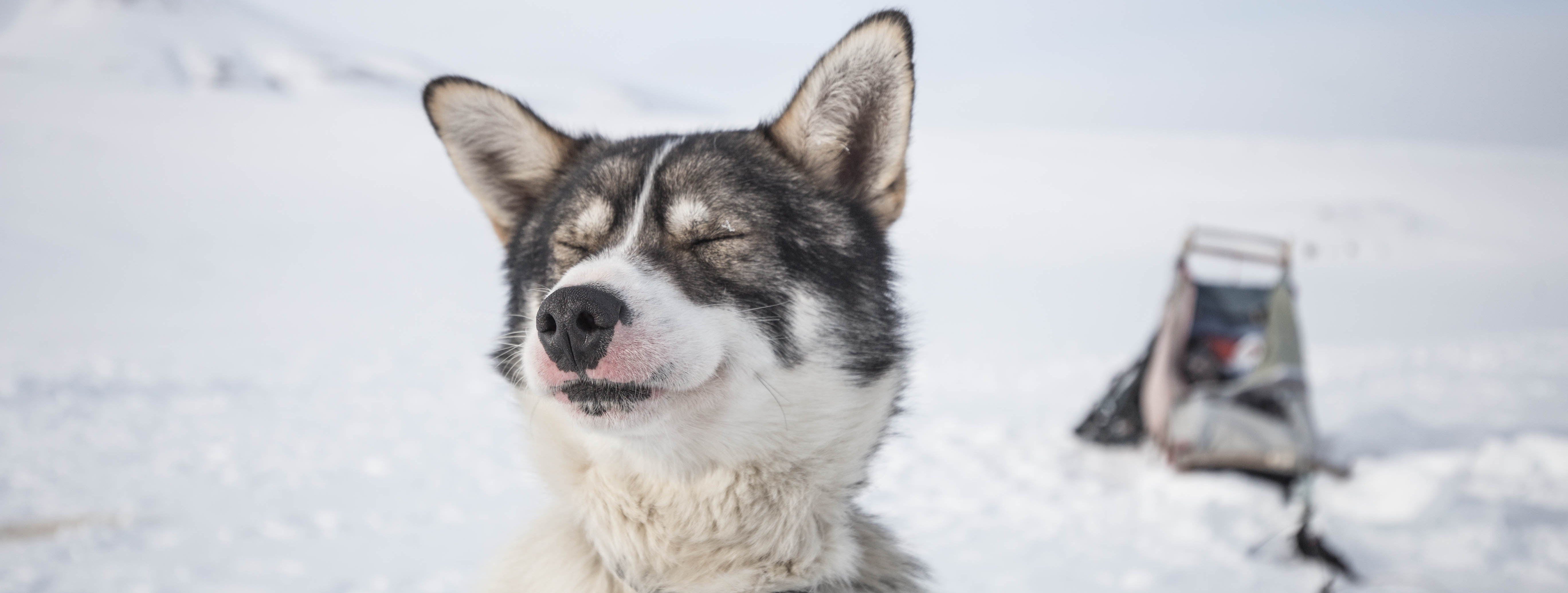 Everything you need to start urban mushing with your dog | Fitdog Blog