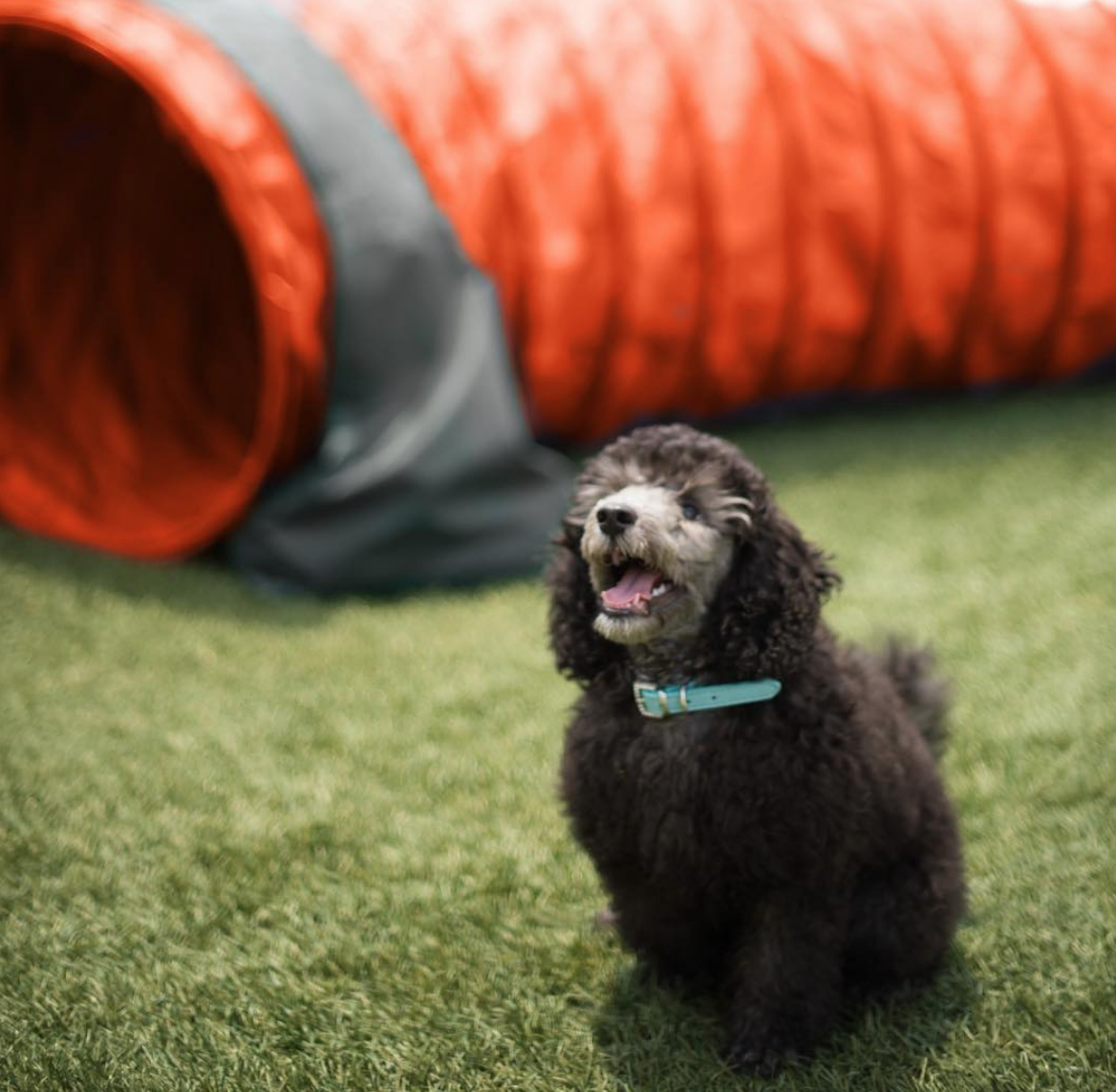 31 Days to a Happier Healthier Pup | Fitdog Blog: Off the Leash