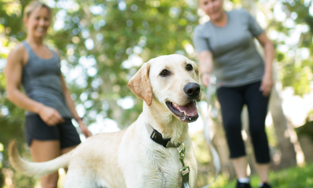 Tips for Training Non-Treat Motivated Dogs