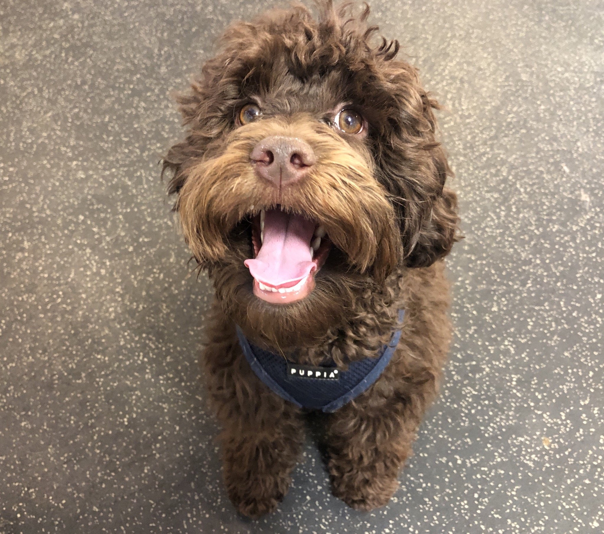 Meet our Fitdog of the Month Hall of Fame | Fitdog