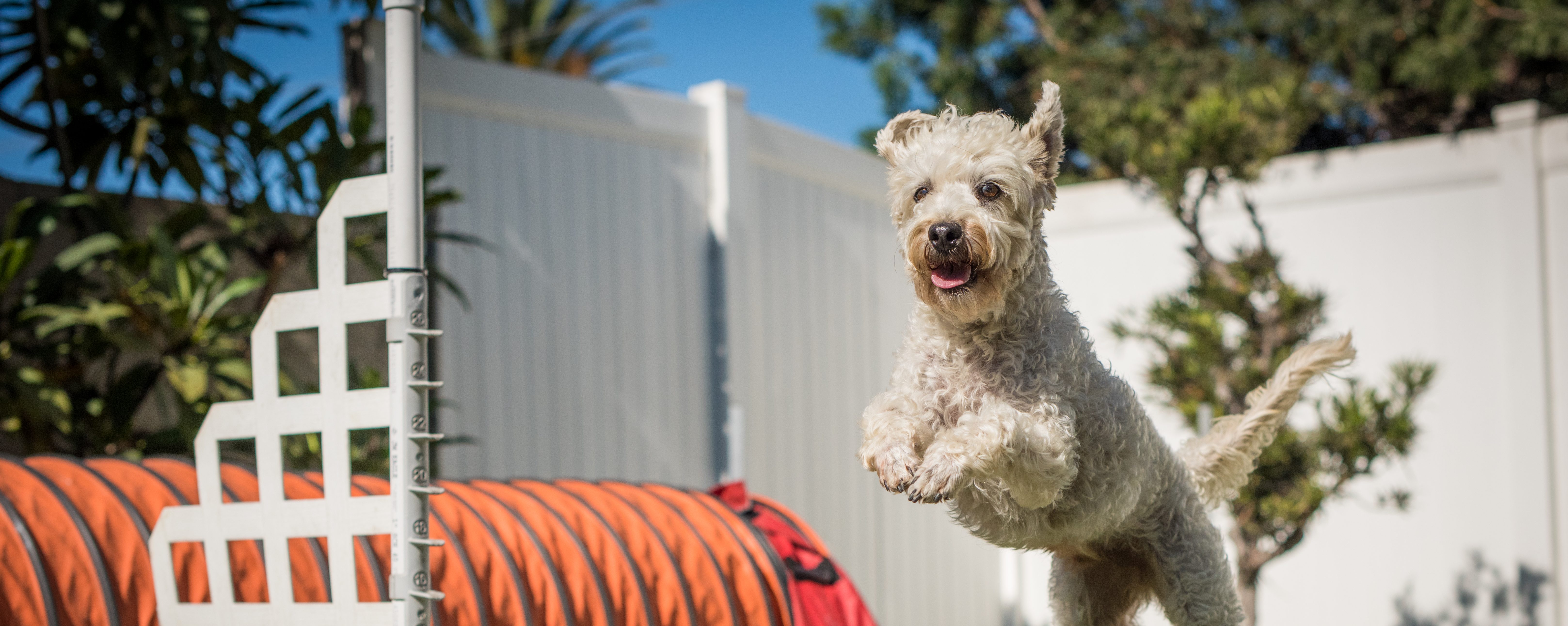 Meet our Fitdog of the Month Hall of Fame | Fitdog