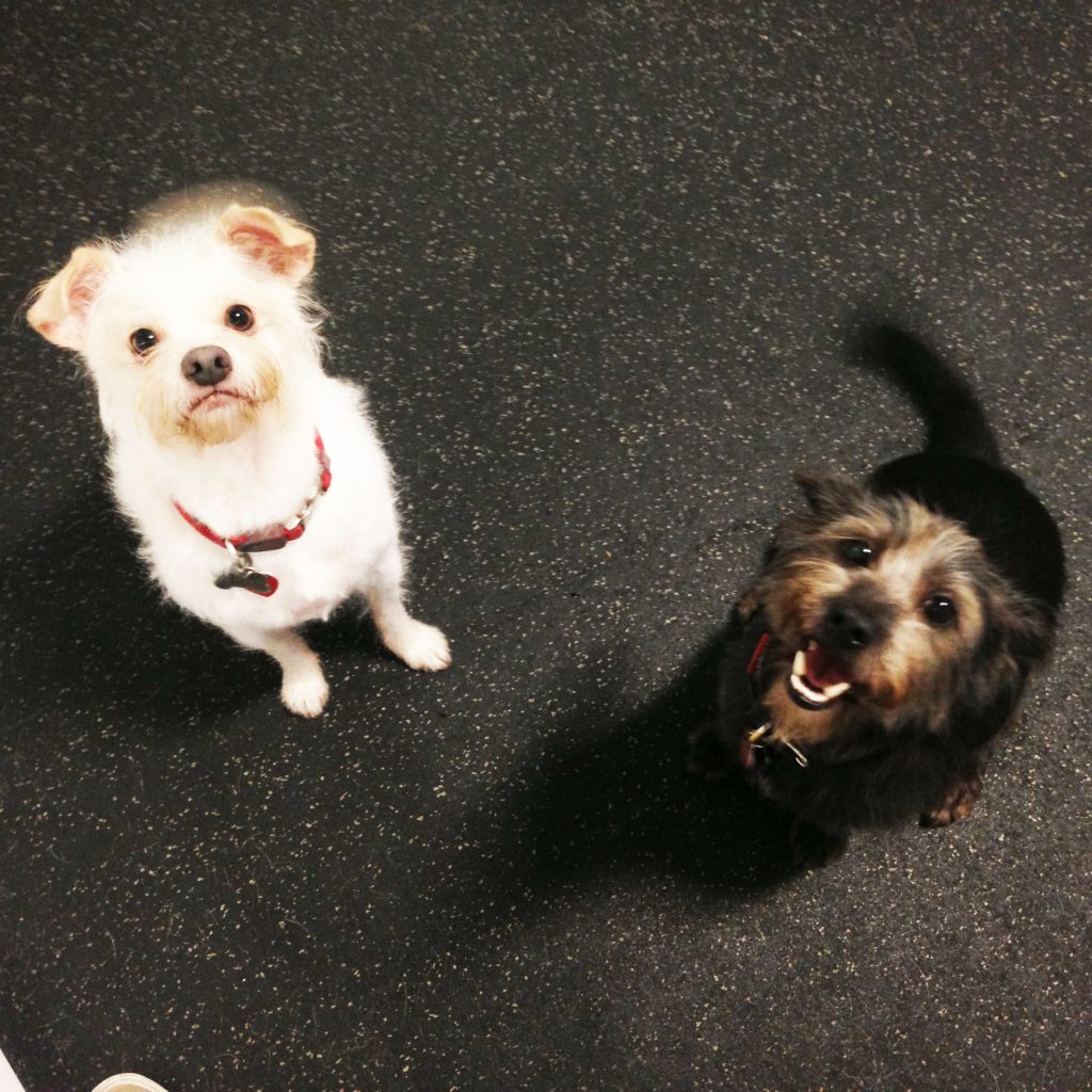 Meet our Fitdog of the Month Hall of Fame | Fitdog