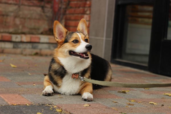 8 awesome things you didn't know about corgis | Fitdog