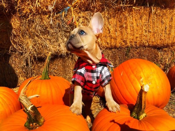 The Snowy Day Book 6 Trips To Take With Your Dog In Fall Fall Dog ...