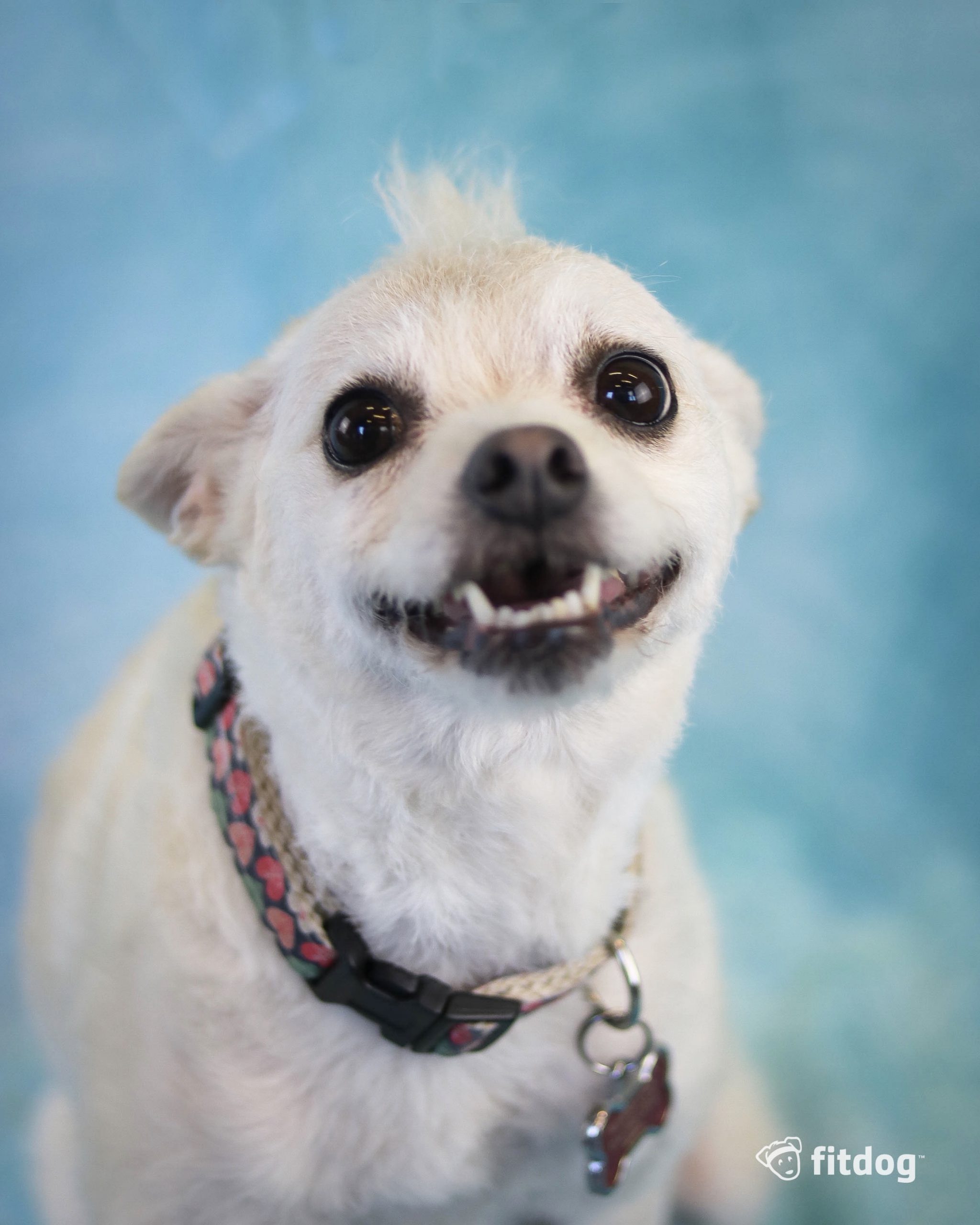 Meet our Fitdog of the Month Hall of Fame | Fitdog