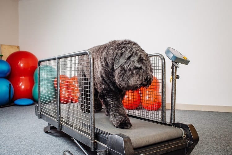 Treadmill Training for Dogs | Fitdog Blog: Off the Leash