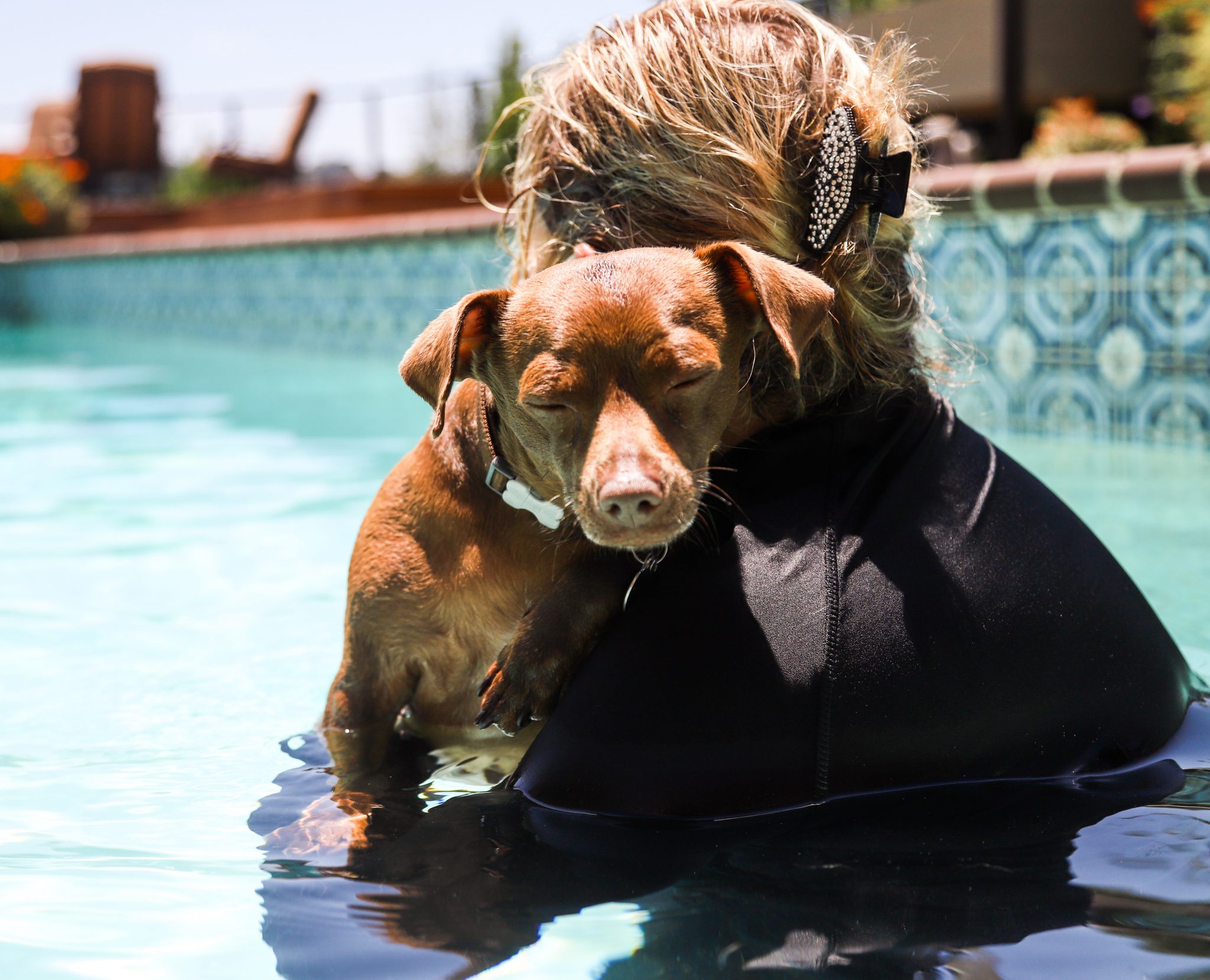 7 Tips to Teach Your Dog How to Swim