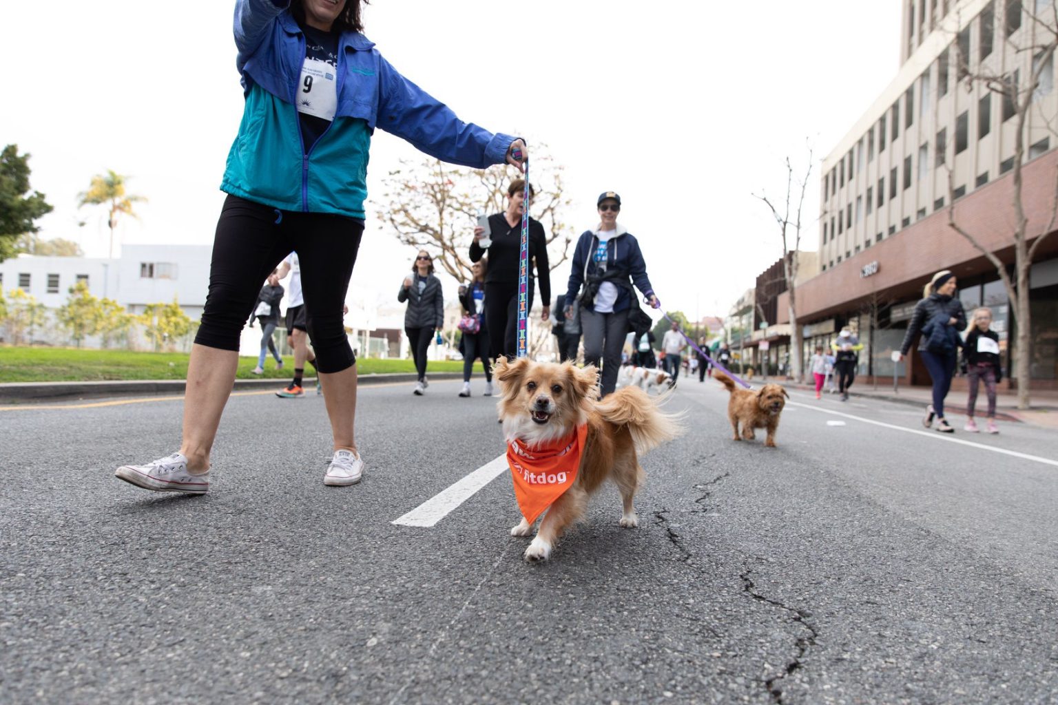 Upcoming dog-friendly events in Los Angeles | Fitdog