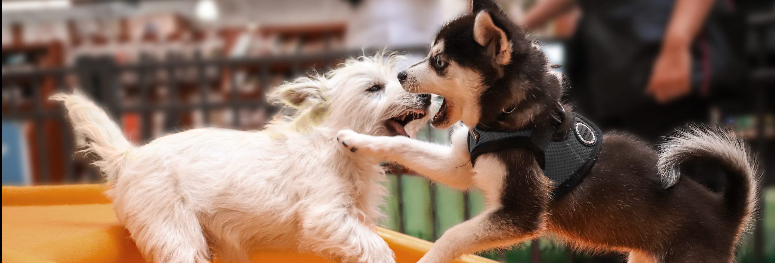 Puppy Socialization: what is it and why it's important | Fitdog