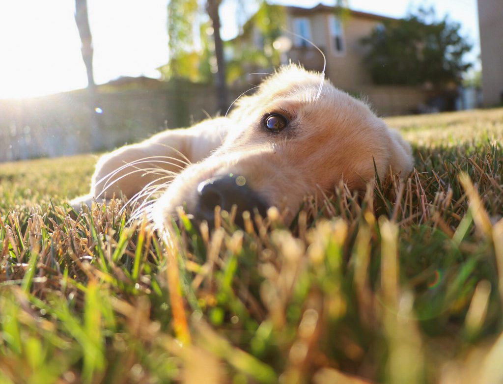 10 Best Dog Photography Tips
