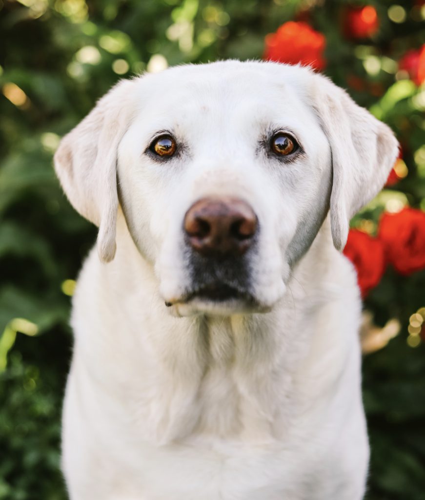 10 Best Dog Photography Tips
