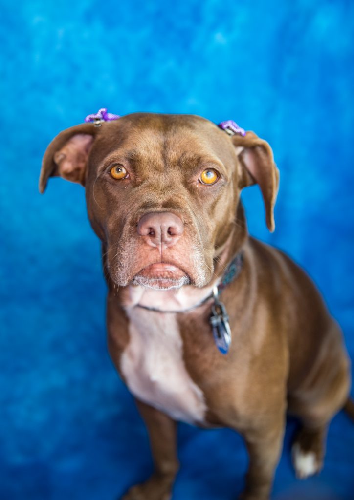 Meet our Fitdog of the Month Hall of Fame | Fitdog