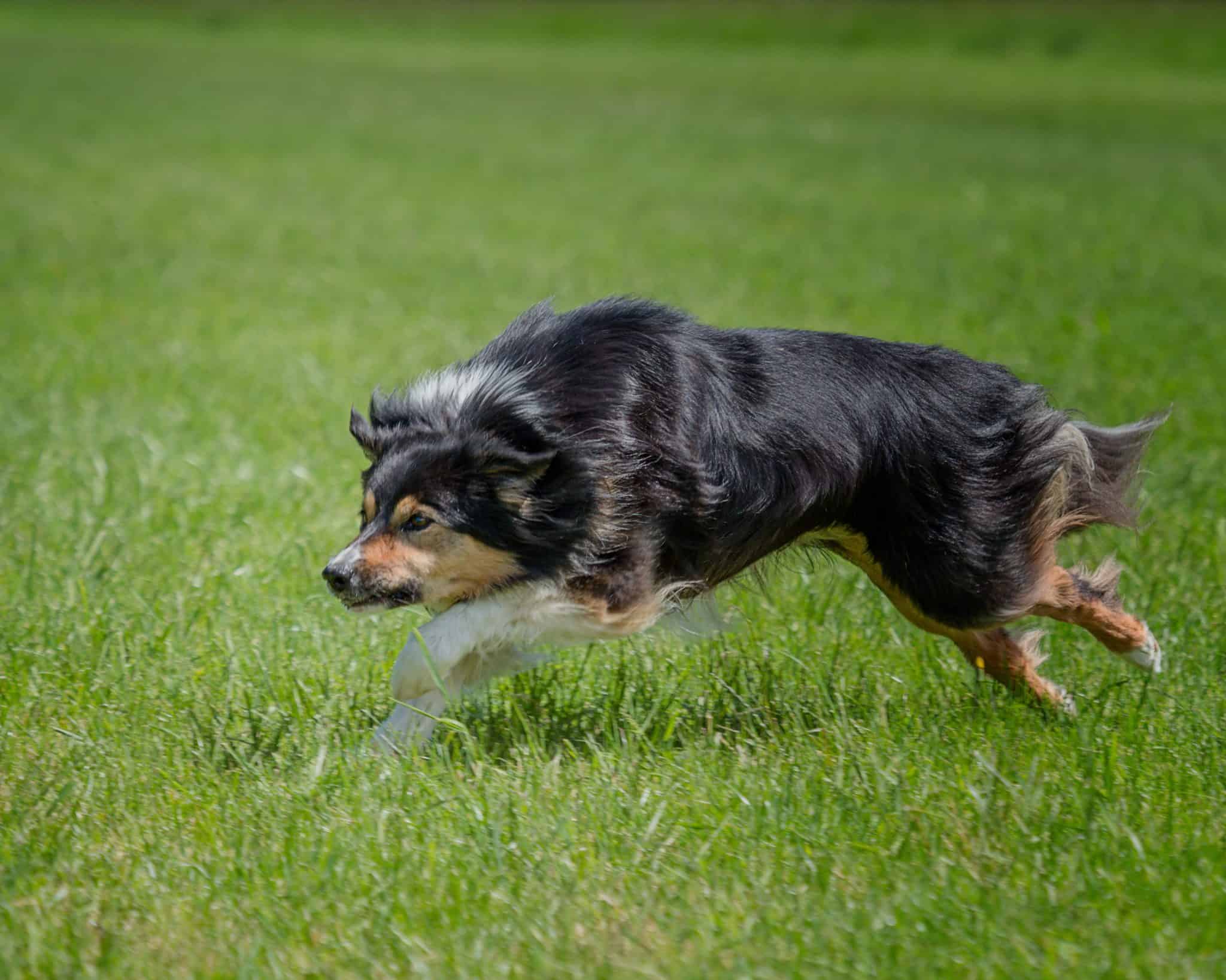 Beginner’s Guide to Lure Coursing