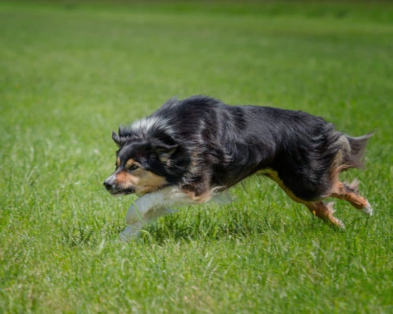 Beginner’s Guide to Lure Coursing