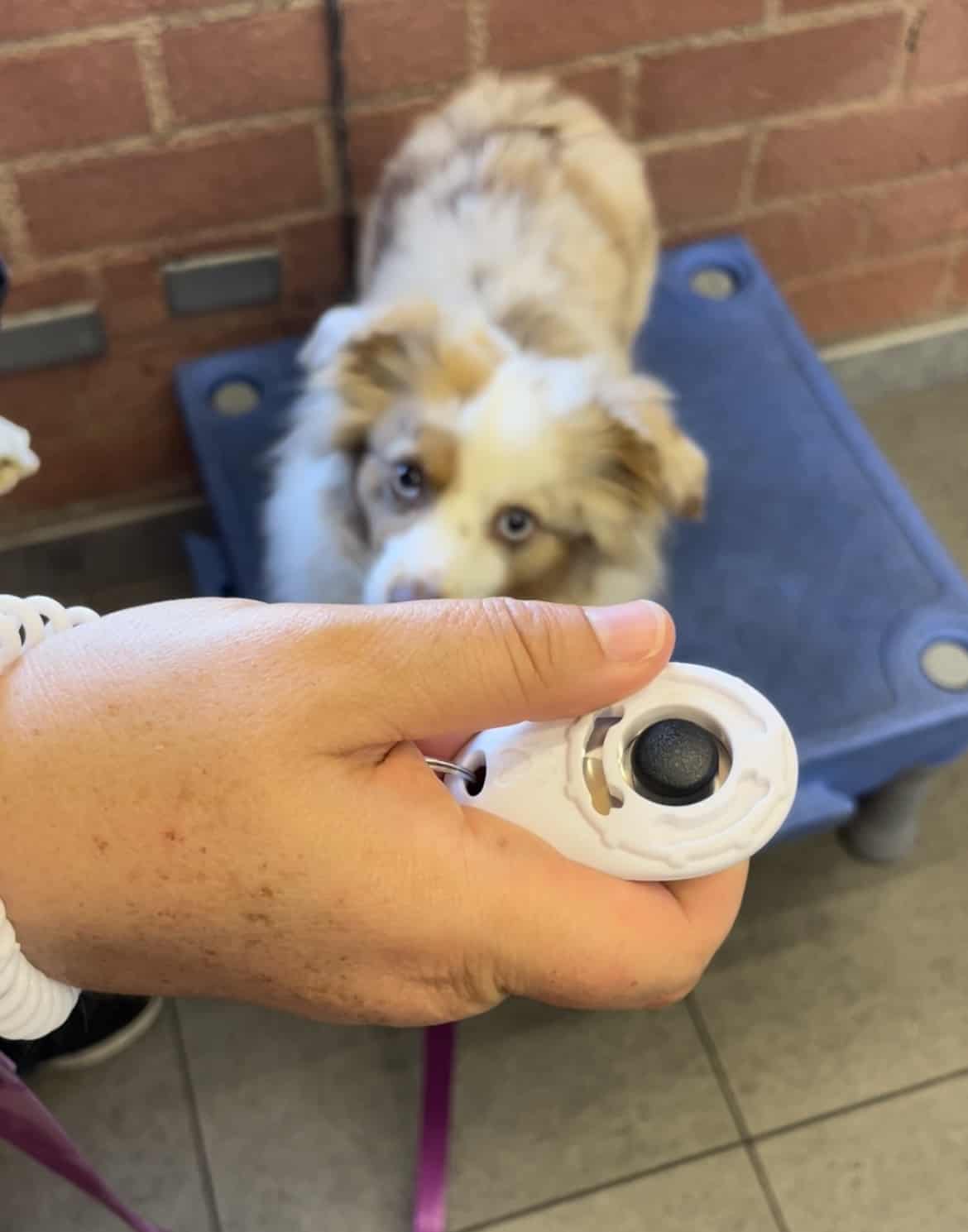 Dog Training Tools: What to Use and What to Avoid