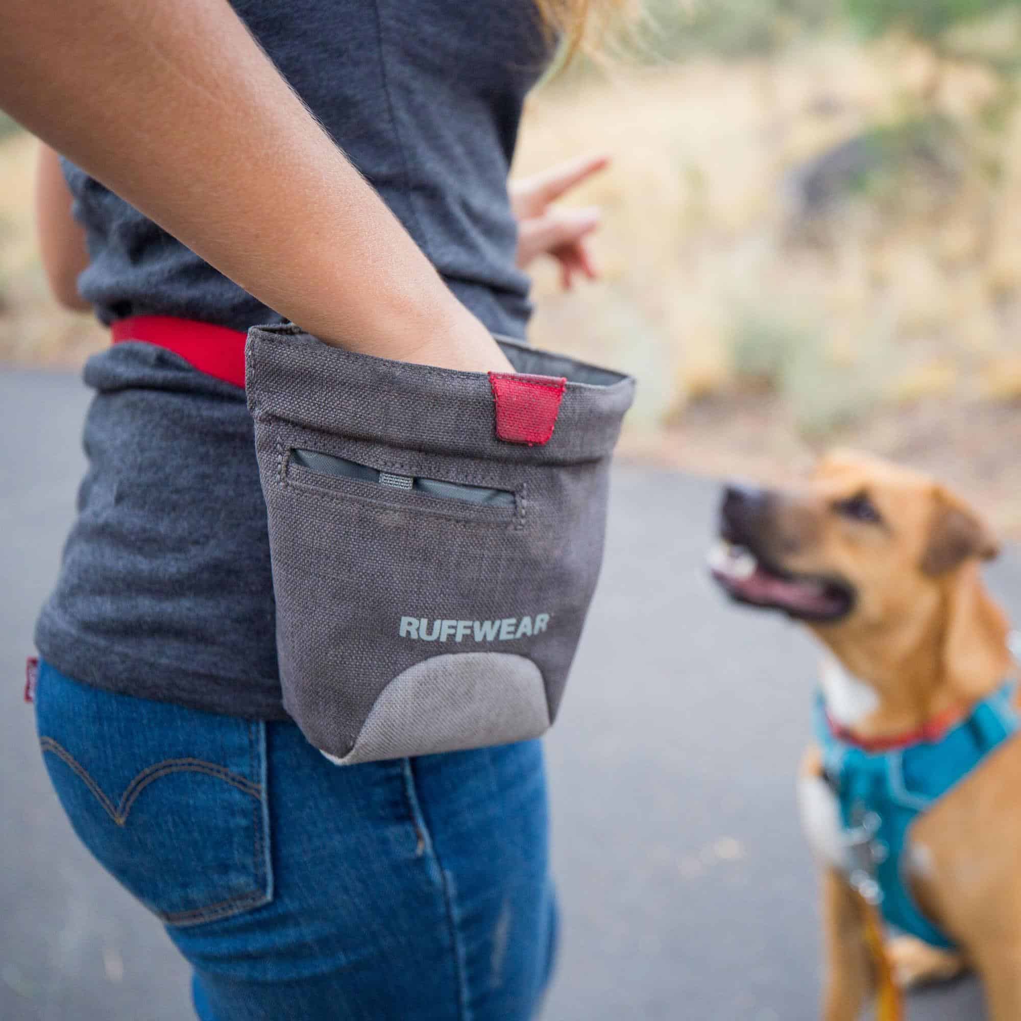 Dog Training Tools: What to Use and What to Avoid