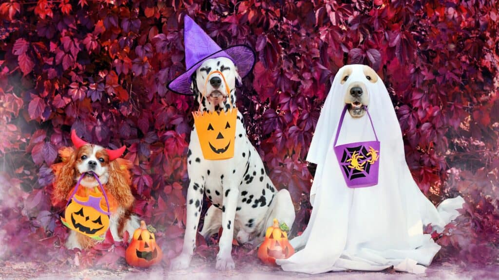 Upcoming dog-friendly events in Los Angeles | Fitdog